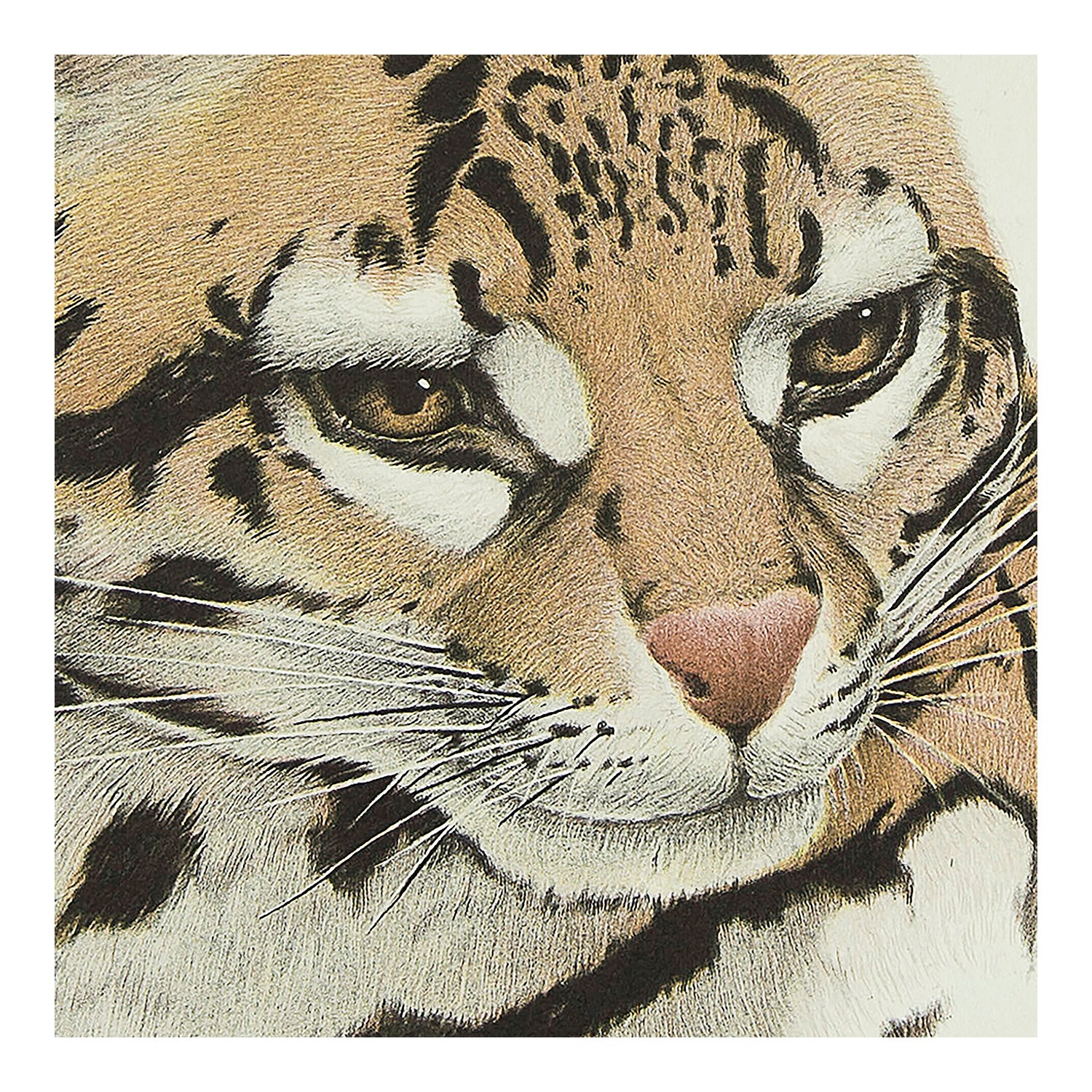 Ocelot Head: lithographic proof from the Curwen Press (Axel Amuchasteg ...